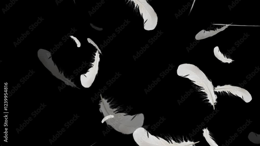 Vidéo Stock Many white feathers floating and falling on a transparent ...