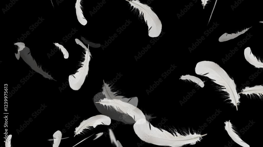Many white feathers floating and falling on a transparent background ...