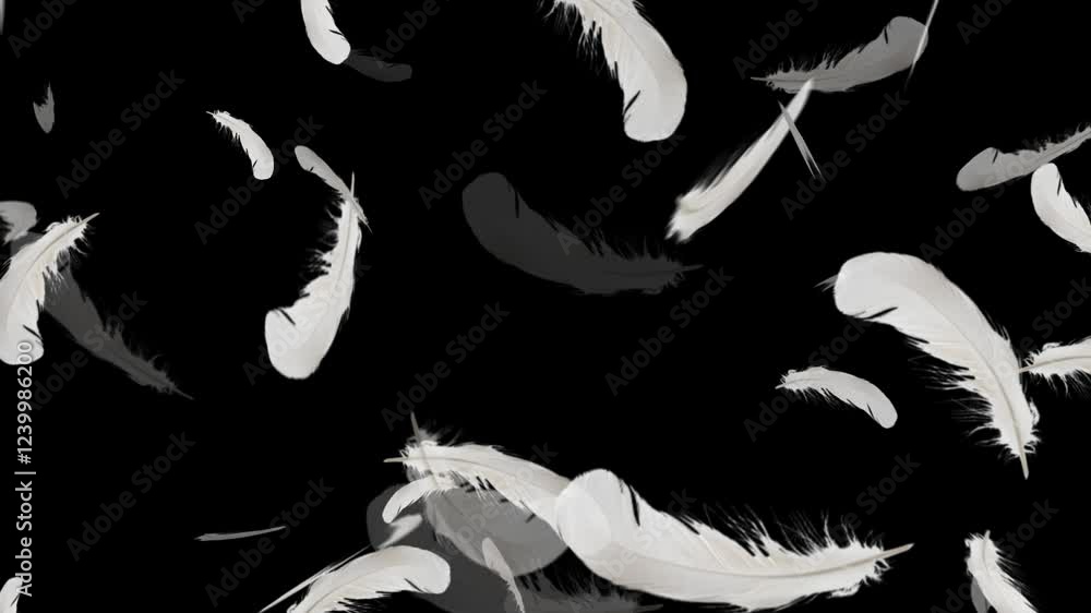 Many white feathers floating and falling on a transparent background ...
