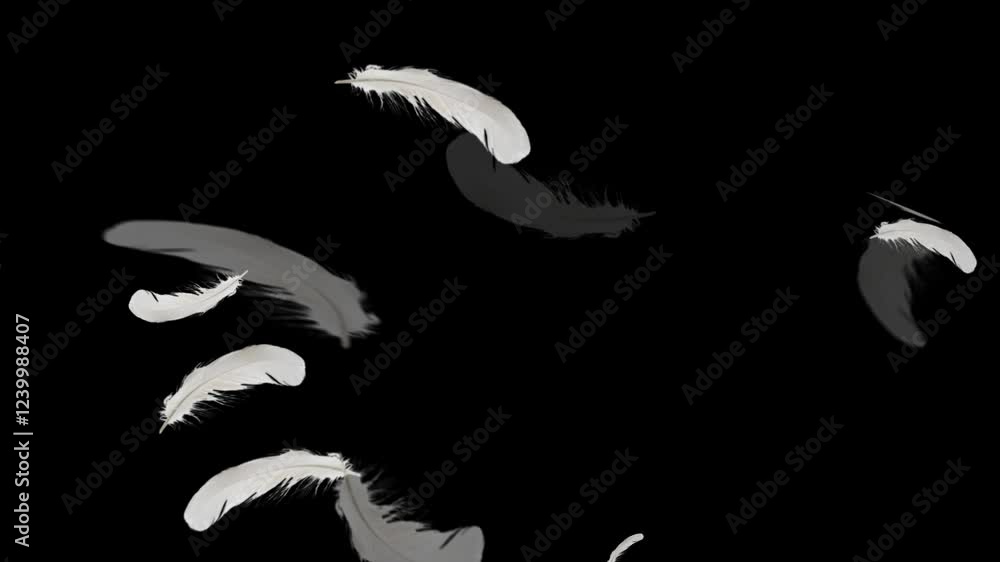 Many white feathers floating and falling on a transparent background ...