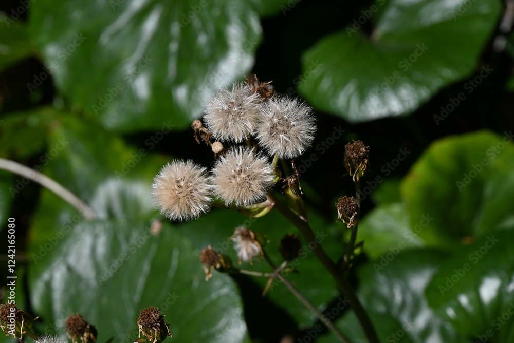 Poster The pappus after flowering of Japanese silver leaf – Wall Art ...