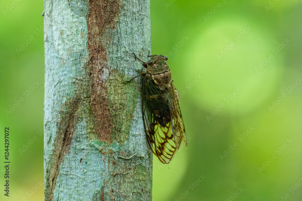 Poster Cicadas part of the Cicadoidea superfamily that have long life ...
