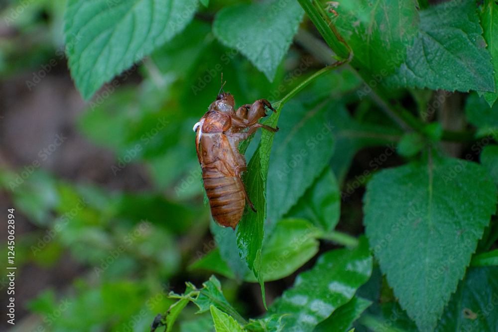 Poster A Cicada exuviae clinging to the leaf, the exoskeleton or skin ...