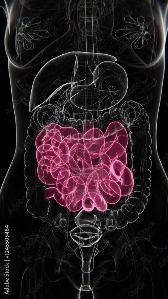 Female small intestine Vertical Video | Female small intestine ...