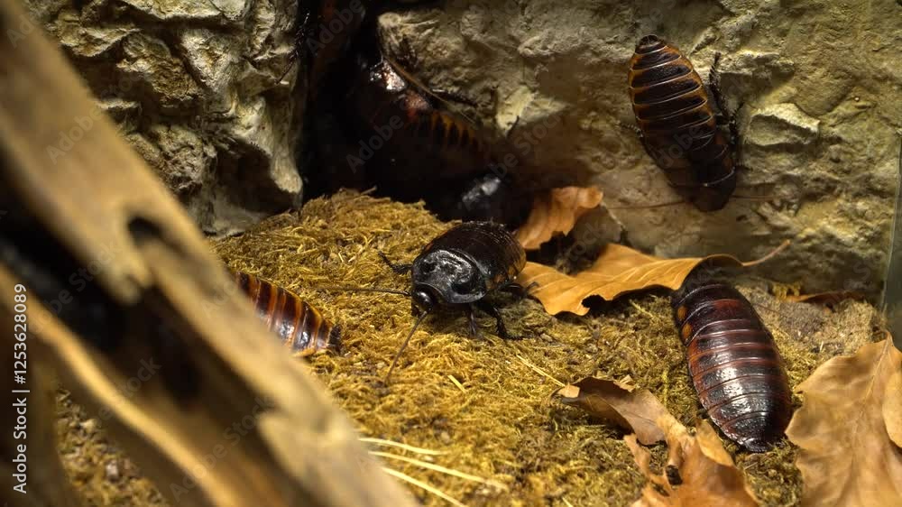 Princisia vanwaerebeki - one of the largest cockroach species. The ...