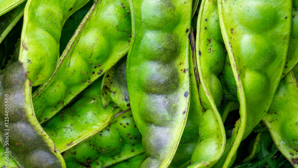 Photo & Art Print Close up pete (Parkia speciosa, the bitter bean ...
