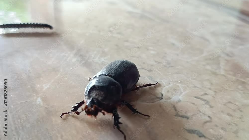 Scarabaeidae is a family of beetles that consists of 30,000 species in ...