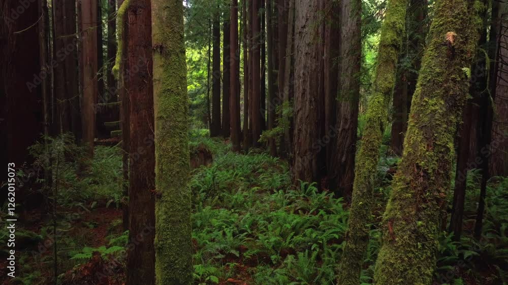 Redwoods forest mist fog rain aerial drone California Redwood National ...