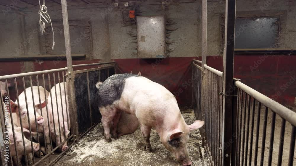Boar and sow mating in natural breeding inside pig farm pen, rustic ...