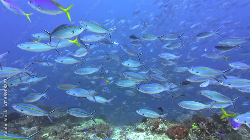 A massive school of fusiliers swims past the camera over a vibrant ...
