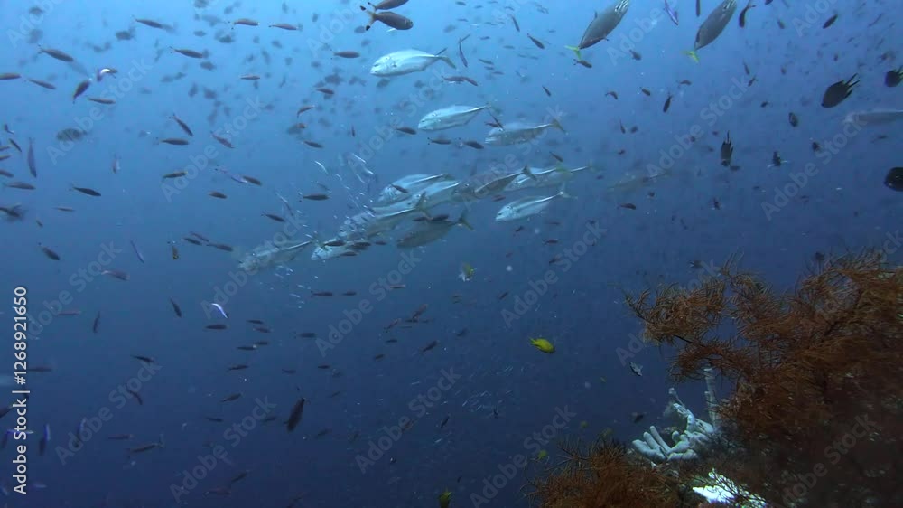 A diverse array of fish species swarms across the reef in Raja Ampat ...