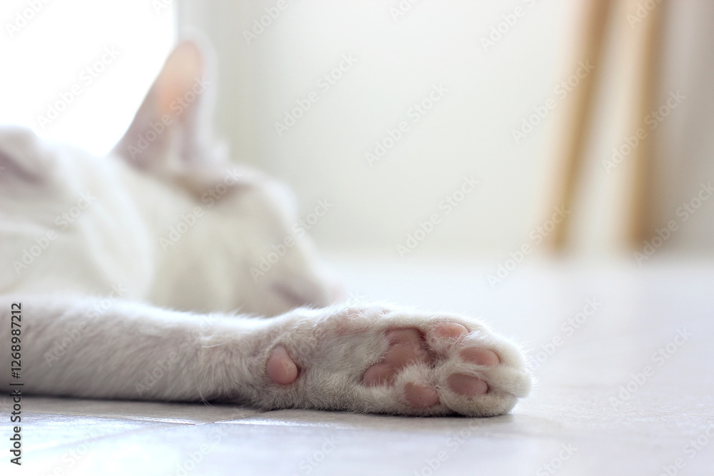 Poster Footpad of foreleg of the cat laying on the floor – Wall Art ...