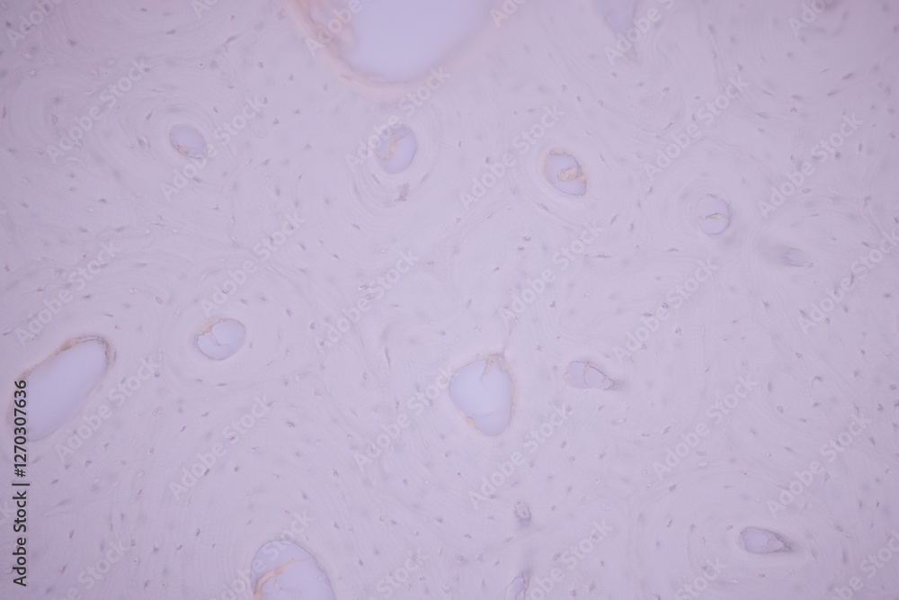 Poster Showing Light micrograph of the Adrenal gland, Spleen human and ...