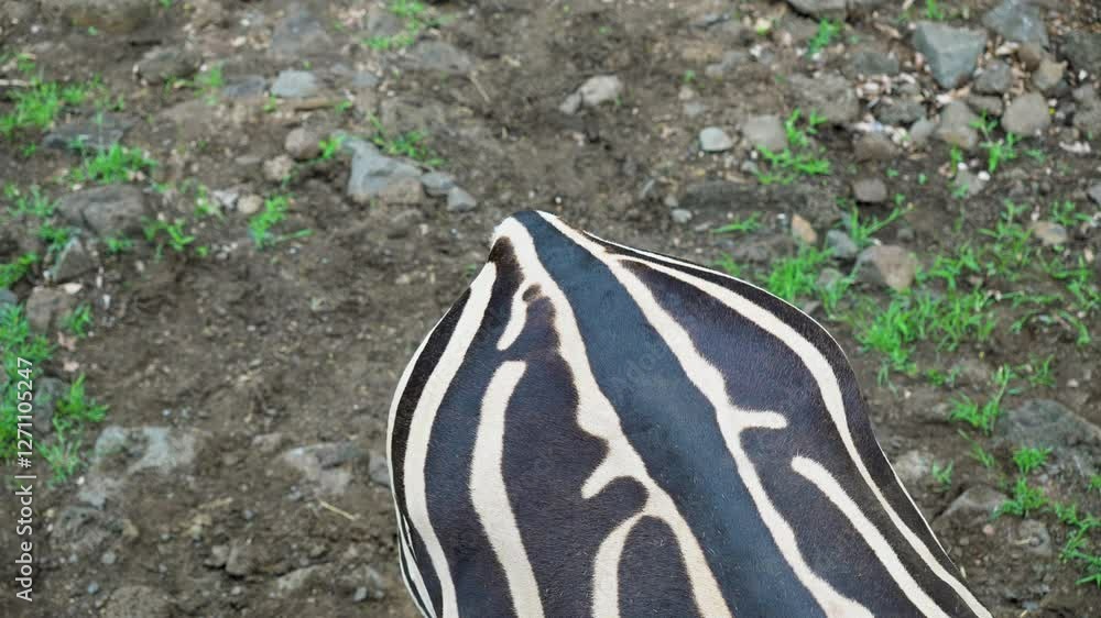 Close-up of unique zebra's back pattern in wildlife setting. African ...