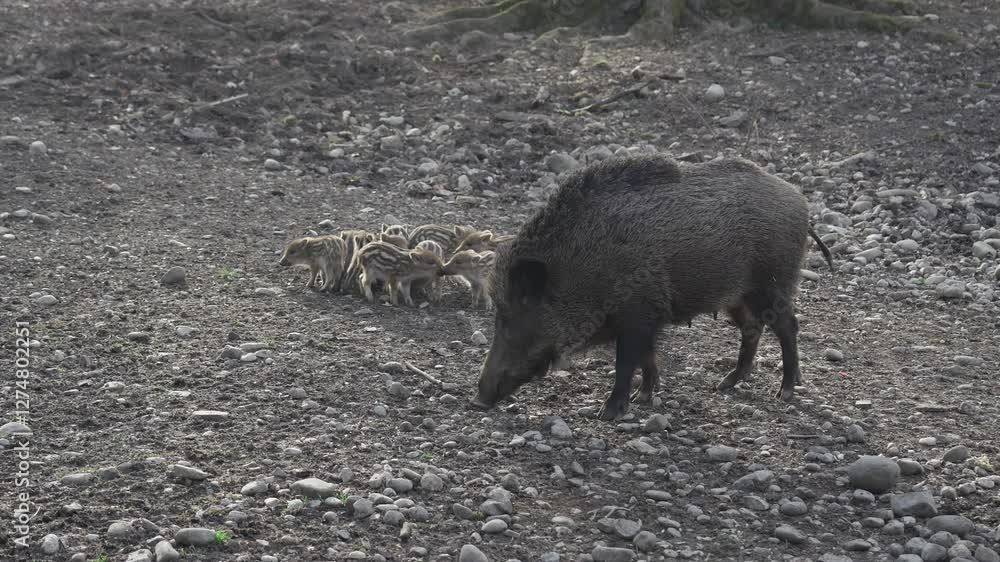 Female wild boar with her brood of children in wild. Mother and young ...
