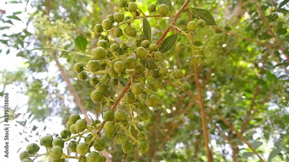 Lawsonia inermis, also known as hina, the henna tree, the mignonette ...