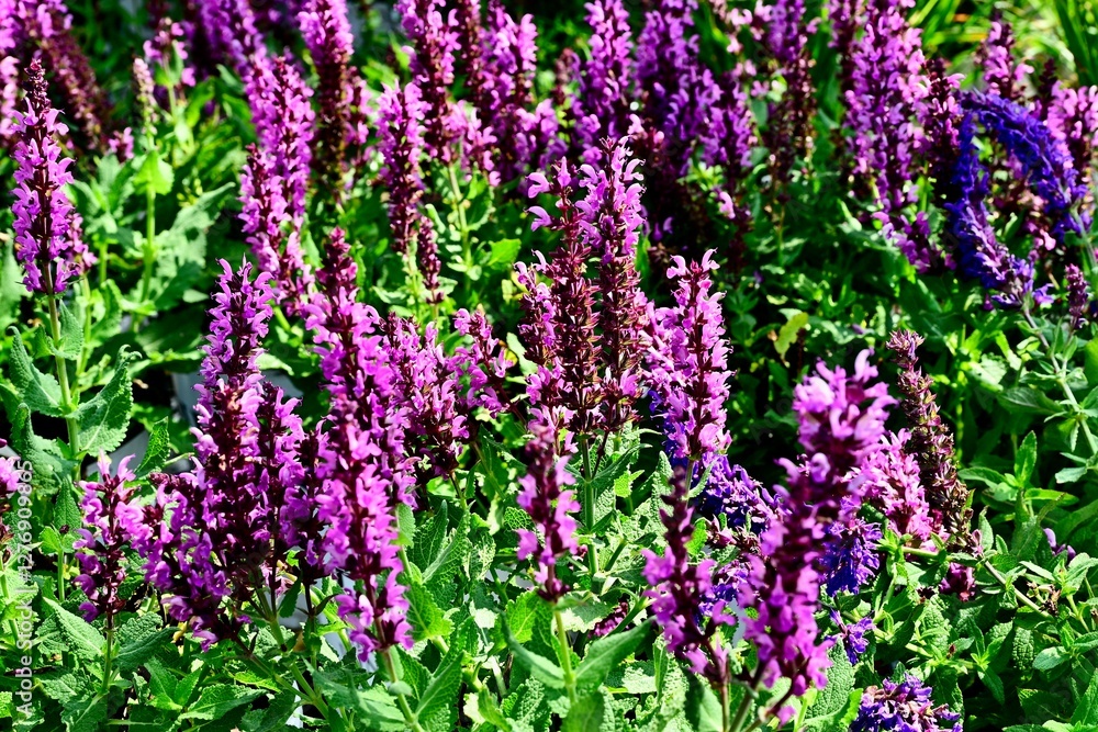 Poster Salvia, 'Pink Profusion' – Wall Art | UkPosters