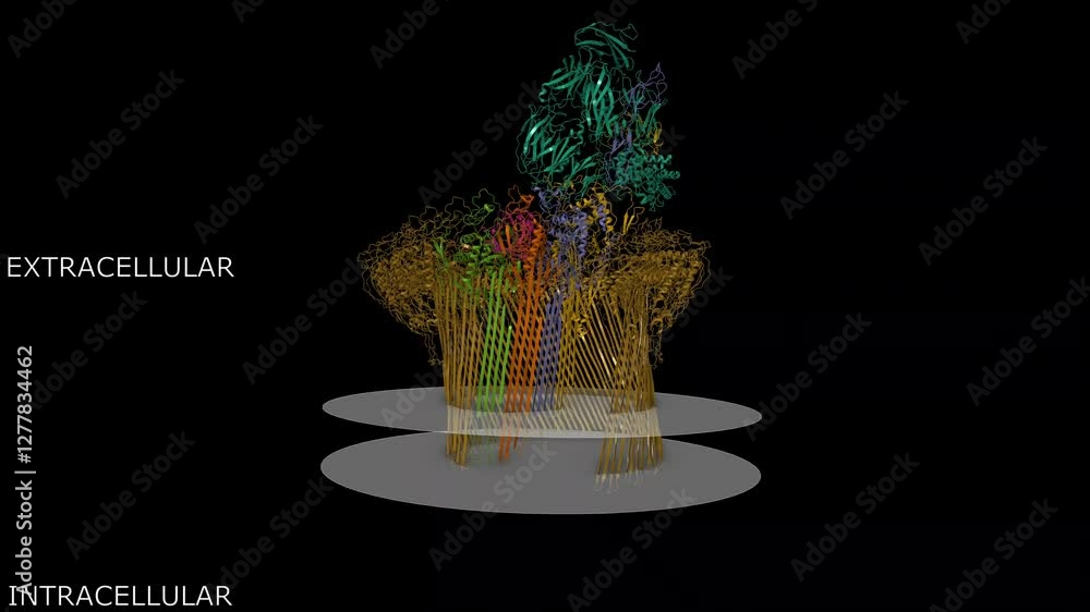 Cryo-EM structure of the membrane attack complex in open conformation ...