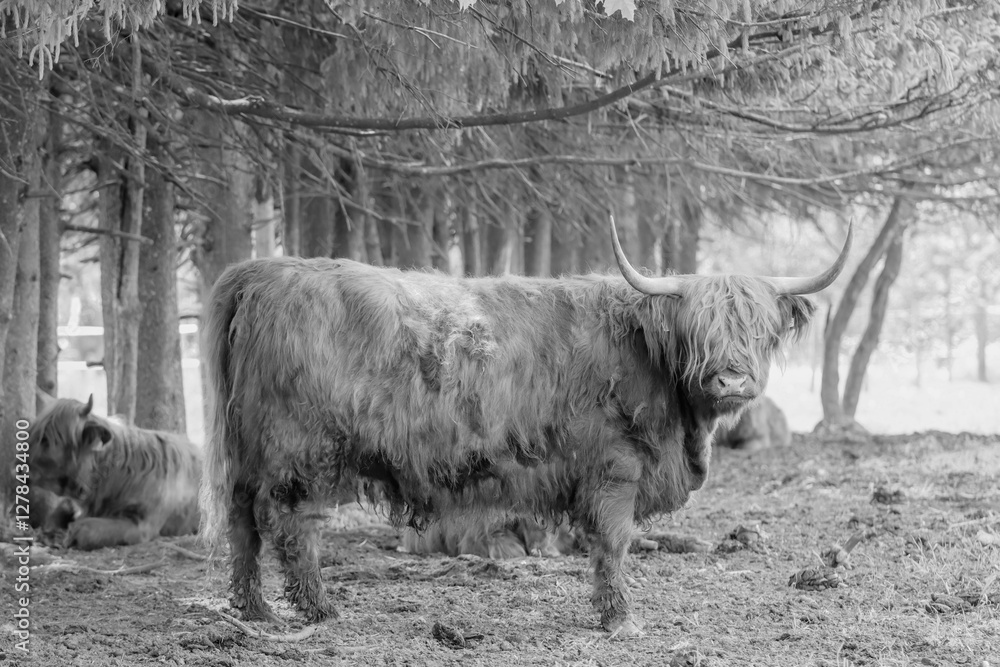 Poster Upland cattle grazing on a Finnish cattle farm – Wall Art ...