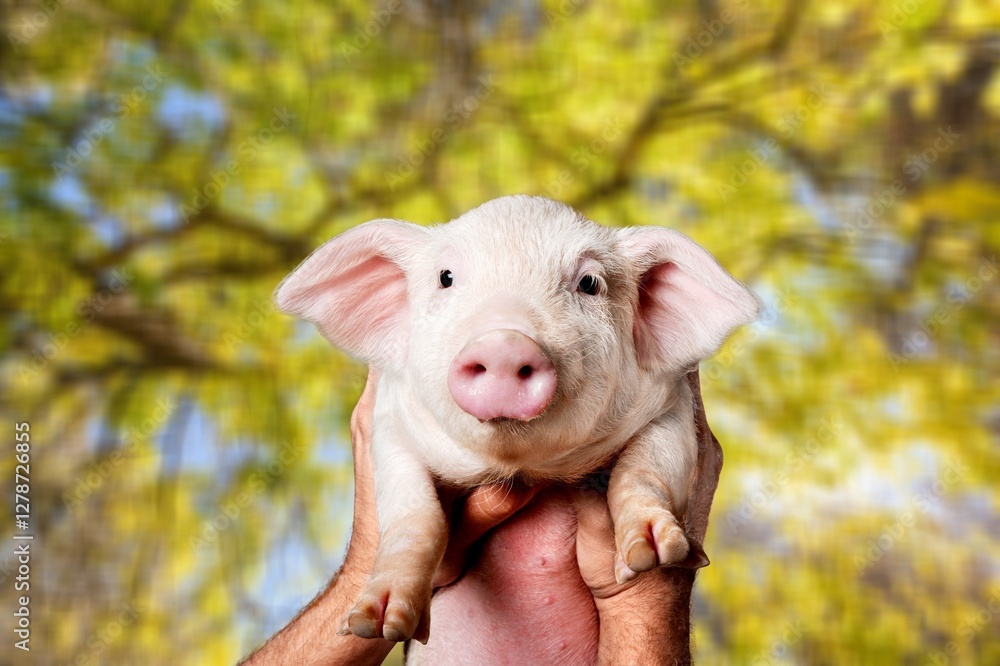 Photo & Art Print portrait of a cute smart pig on nature background ...