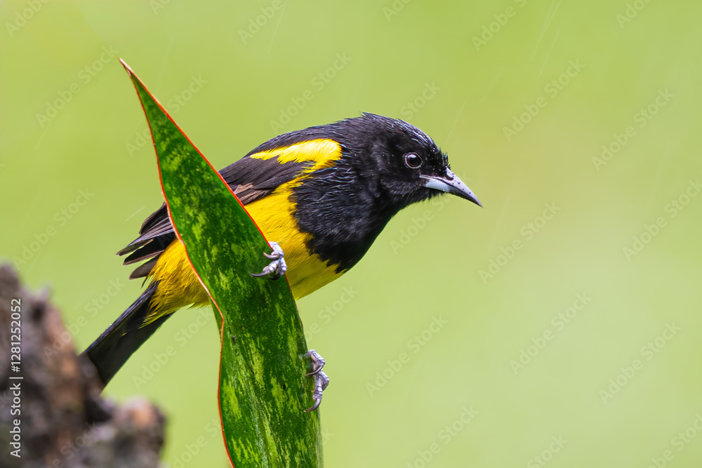 Poster The black-cowled oriole, Icterus prosthemelas, the family ...