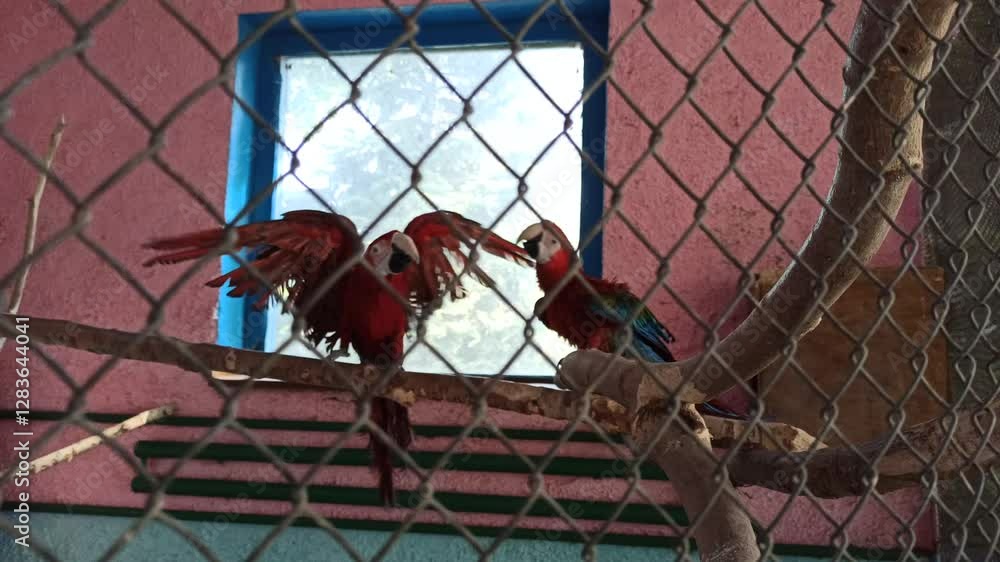 Macaw parrots sit and walk on poles in cage. Ara parrot. Tropical birds ...