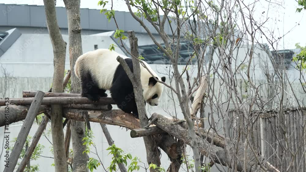 Giant panda Da Mao at Chengdu Panda Base in Sichuan, China Stock Video ...