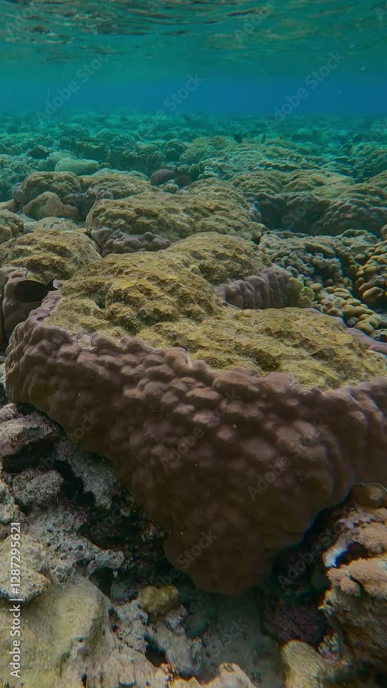 Vertical footage, Close-up of hard corals with bite marks inflicted by ...