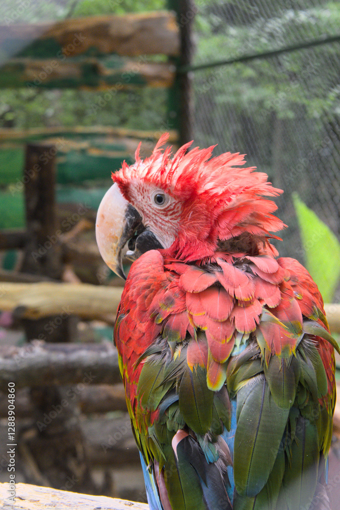 Poster Close-Up and Full-Body Portraits of a Scarlet Macaw in Captivity ...