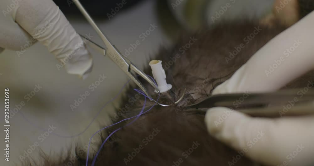 The veterinarian's gloved hands carefully secure the installed urinary ...