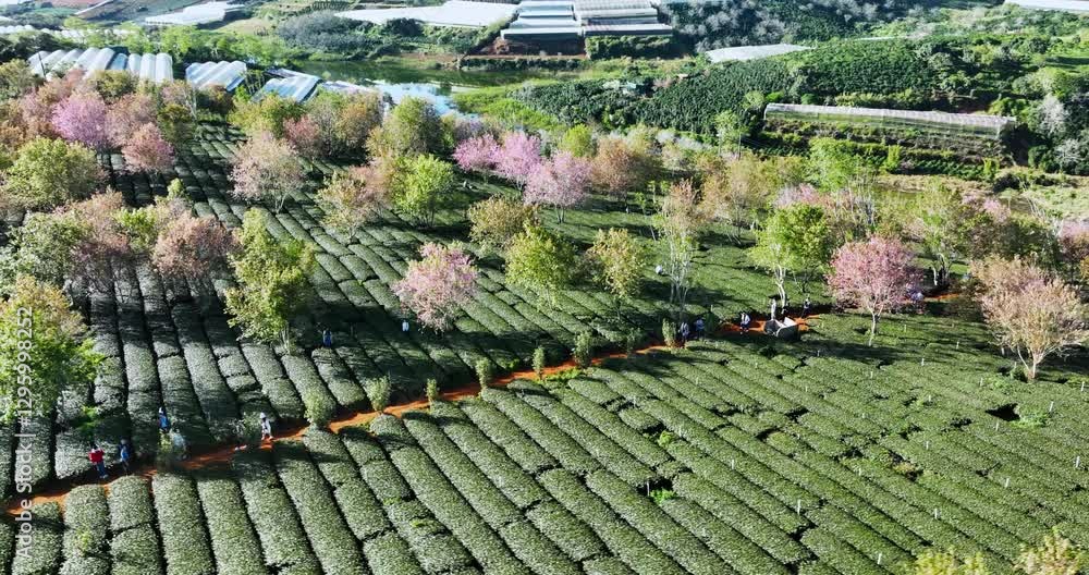 Cau Dat Tea Hill, Da Lat, Vietnam. Pink Cherry blossoms on green ...