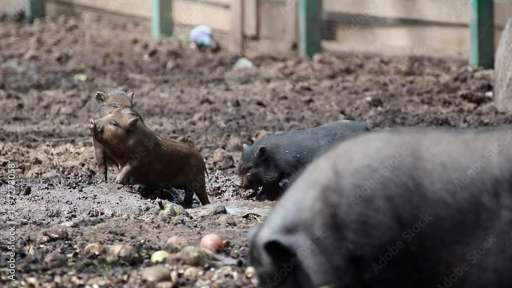 Playful piglets and pigs enjoy playing and digging in dirt on farm ...