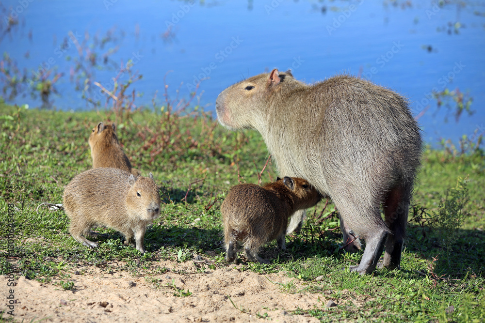 Poster Mamá Carpincho con su crias en la orilla de una laguna – Wall ...