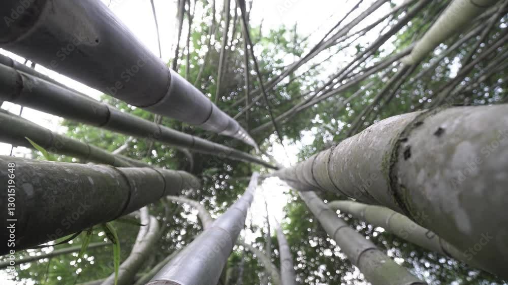 Bamboo roots are a vital part of the plant's structure, growing in a ...