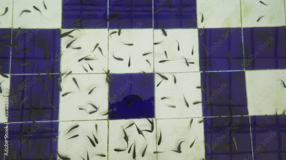 Newborn fish are called fry and go through different developmental ...