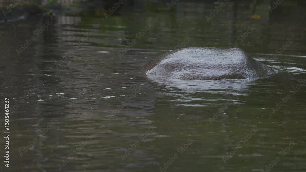 The hippopotamus, or hippo, is a large, semi-aquatic mammal native to ...