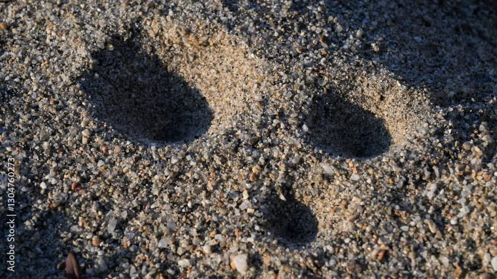 Antlion Larvae Den at Sunset, Antlion Larvae, sand trap, antlion larva ...