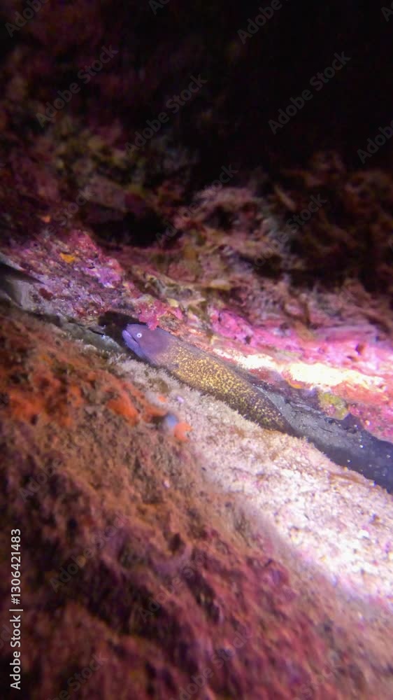 A video clip captured during a night dive, showcasing a moray eel ...