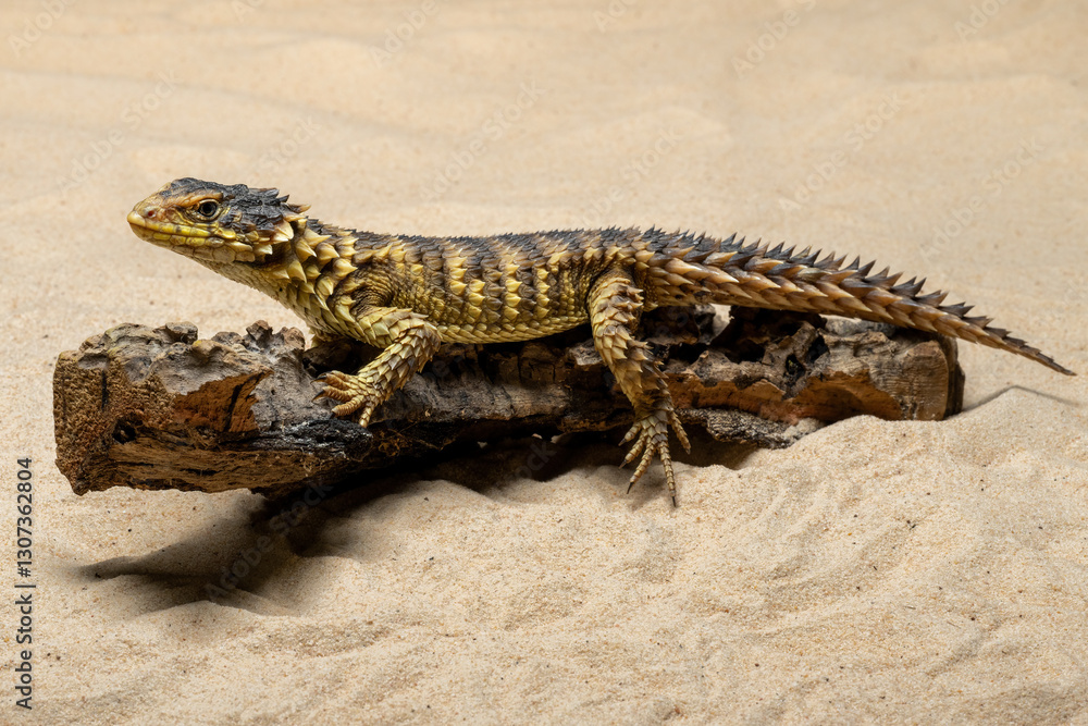 Poster The Sungazer (Smaug giganteus) is a species of lizard from sub ...
