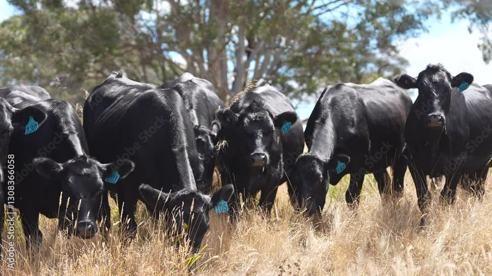 Beef cows and calves grazing on grass on a beef cattle farm in ...