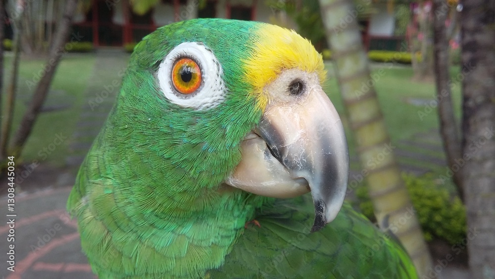 Poster La amazona de Panamá, también conocida como loro panameño ...