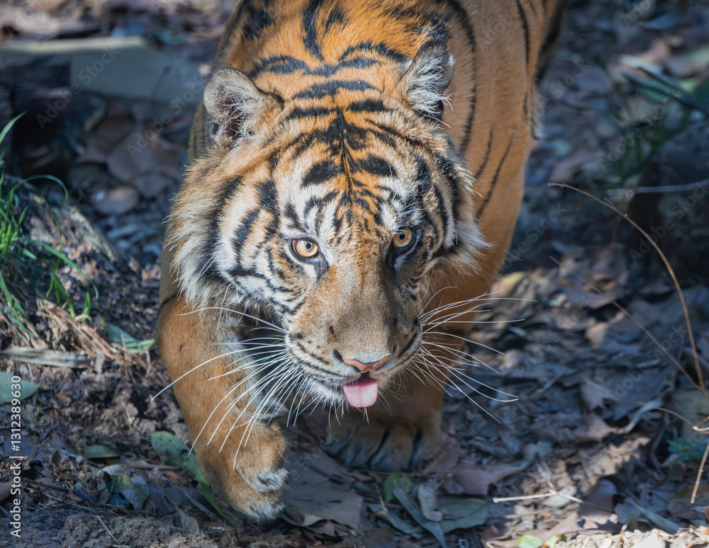 Poster A Male Sumatran Tiger native to the Island of Sumatran in ...