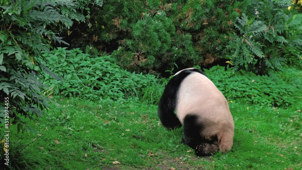 Cute panda walks in green thickets 4K. Giant panda, Panda bear ...