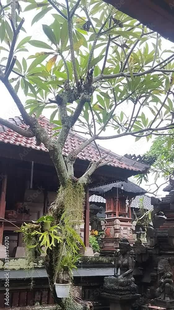 Portrait look of Plumeria acuminata tree or usually called Kamboja and ...