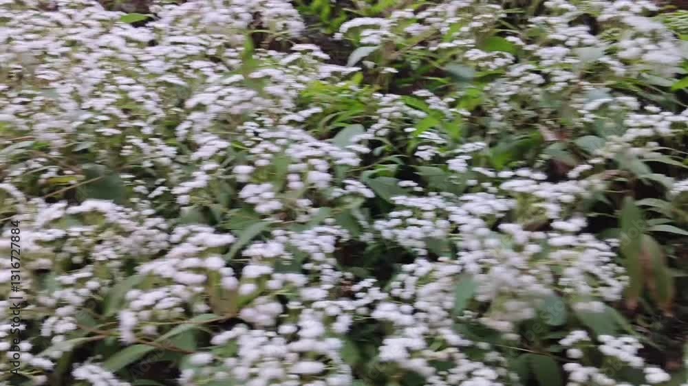 This image shows a cluster of Ageratina adenophora, commonly known as ...