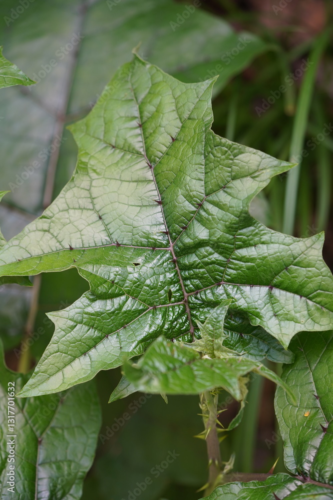 Poster Spiny green leaves of solanum stramoniifolium, a solanaceae ...