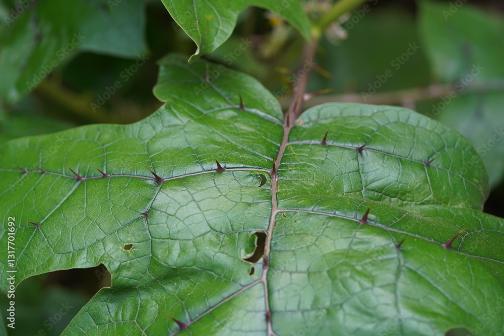 Poster Spiny green leaves of solanum stramoniifolium, a solanaceae ...
