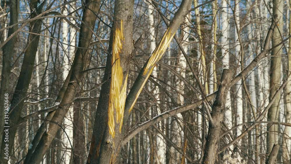 Wild animals in the forest were eating alder bark. There were teeth ...