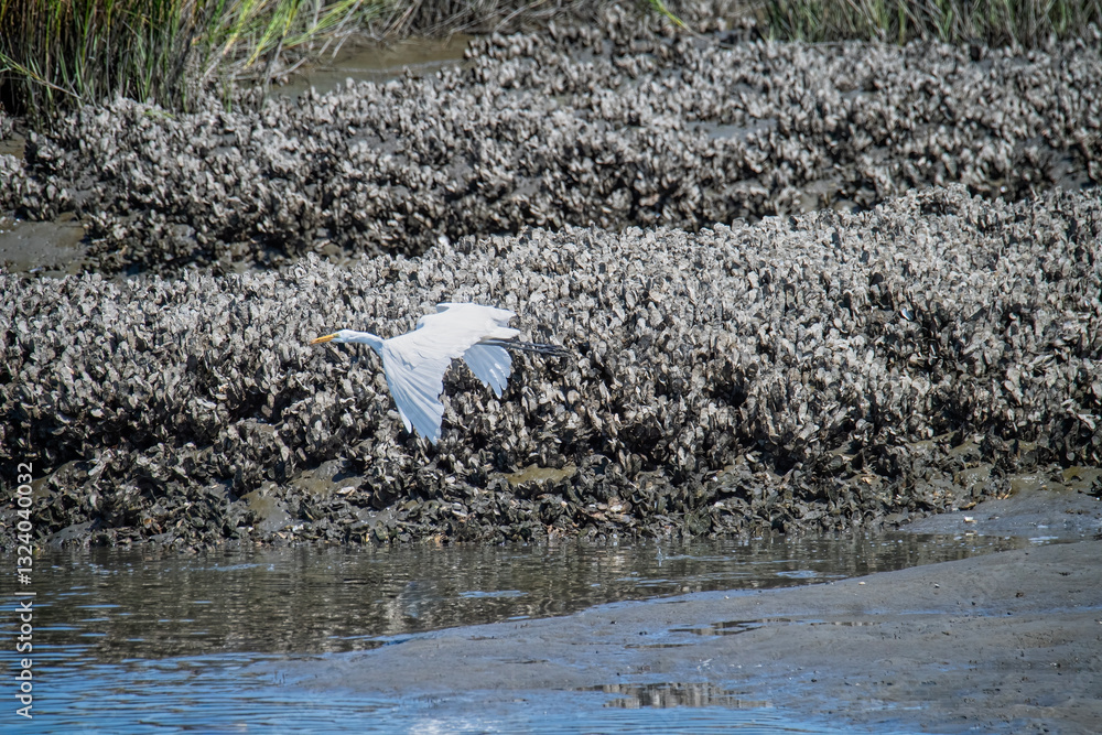 Poster Great White Egret Flies Past an Oyster Reef in a Salt Marsh on ...