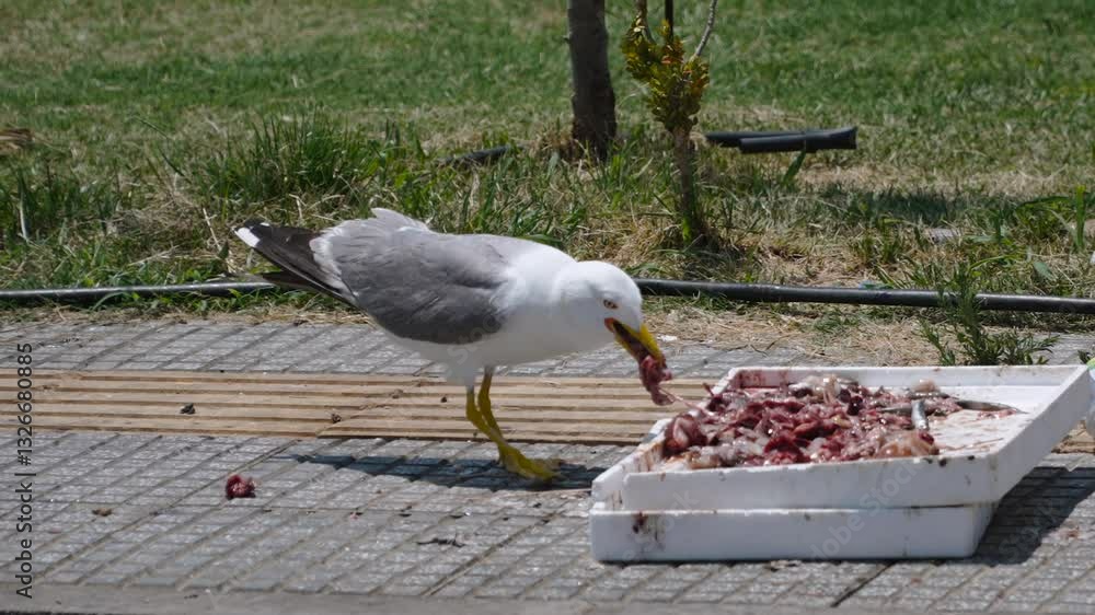 Seagull approaches and begins to eat fish guts in container on sidewalk ...